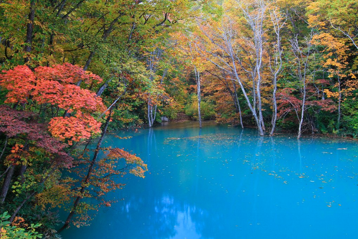 ・車椅子ツアー╱紅葉の秋田（白神山地）青森（奥入瀬渓流・十和田湖）3日 10月24日 | 心の翼バリアフリーツアー